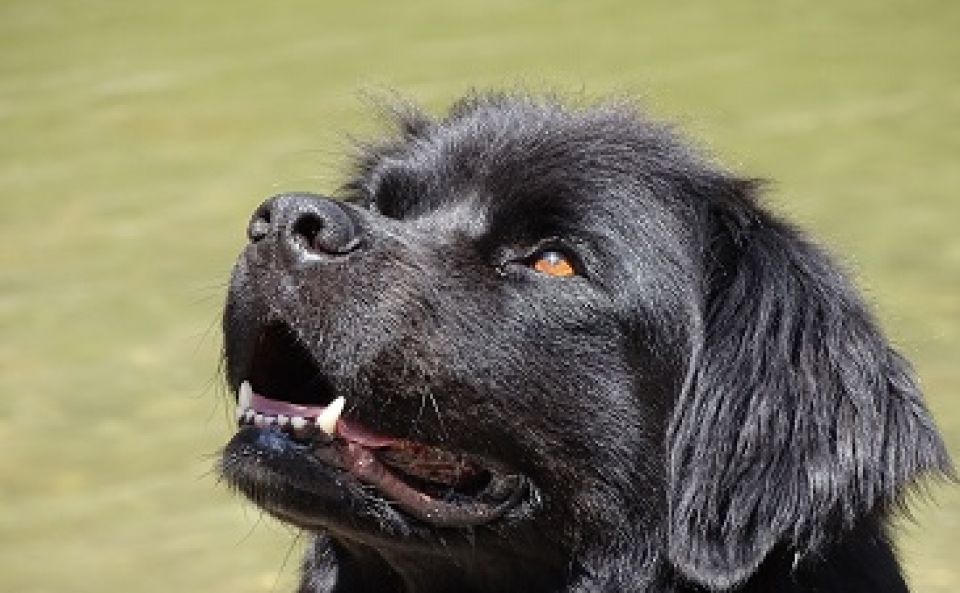 Le Terre-Neuve. Fiche de présentation | AnimalWeb