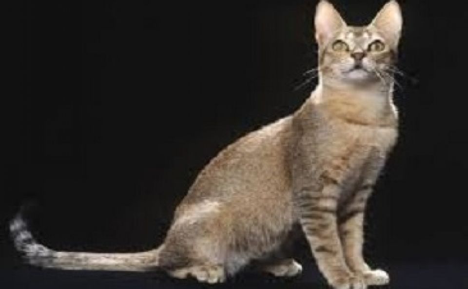 Le Ceylan : une race sauvage du Sri Lanka | AnimalWeb