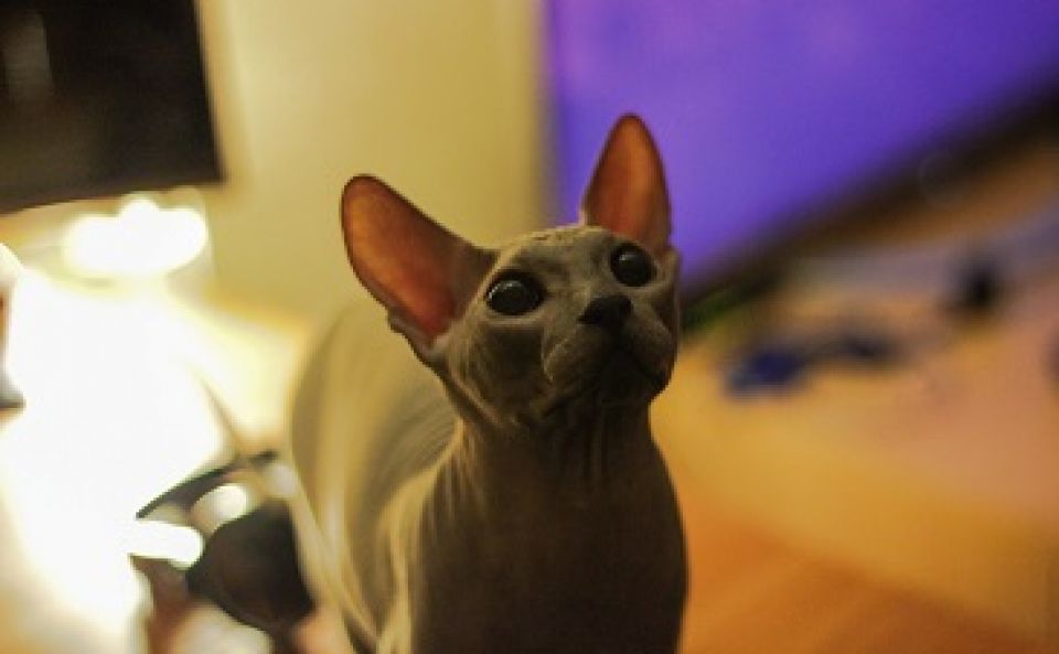 Le Sphynx, chat d’exception | AnimalWeb