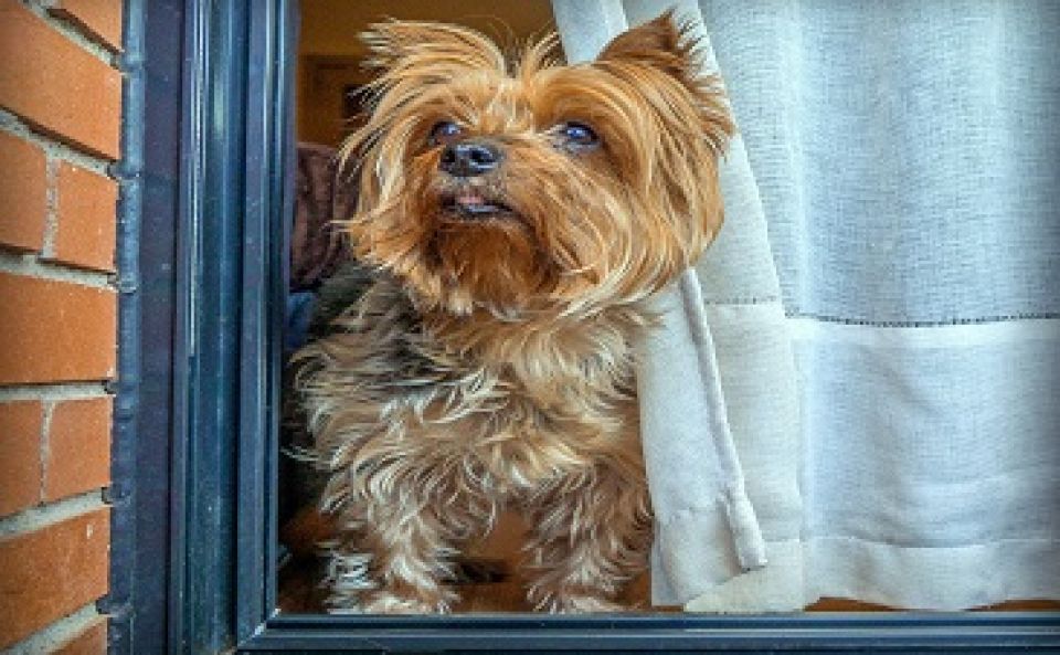 Le Yorkshire. Fiche de présentation | AnimalWeb