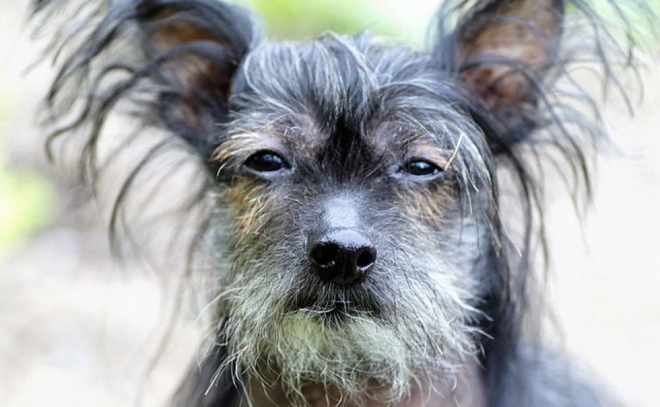 Le chien Chinois à Crête, l’atypique de la meute | AnimalWeb