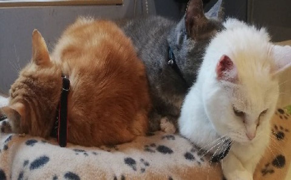 Que faire si mon animal de compagnie a disparu | AnimalWeb