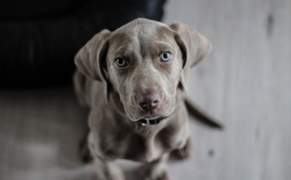 Chien perdu en Belgique : publiez une annonce gratuite | AnimalWeb