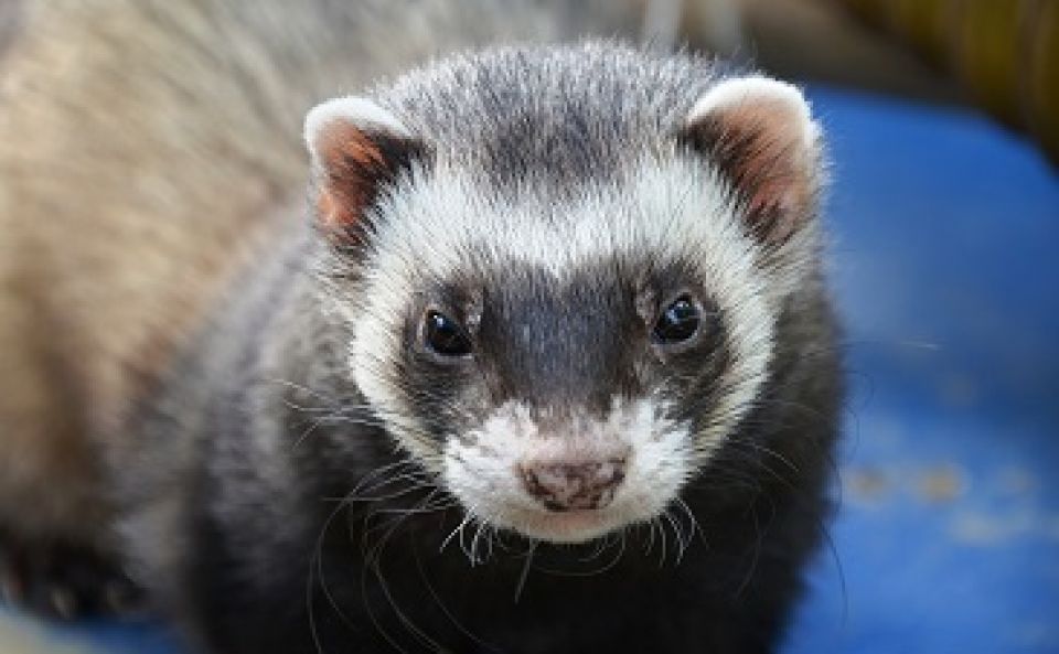 Autres animaux perdus en Belgique : publiez une annonce gratuite ...