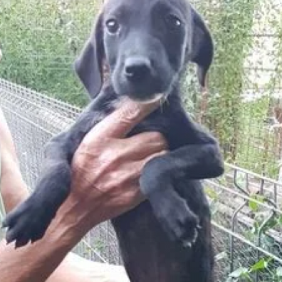 #BE2310766 - Neptune - Chien à adopter - AnimalWeb Belgique
