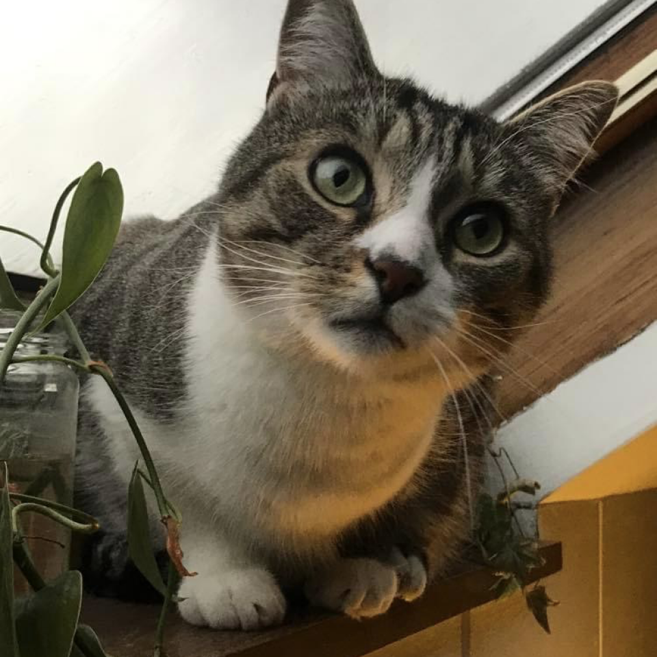 #BE2310815 - Mani - Chat perdu - Schaerbeek - AnimalWeb Belgique