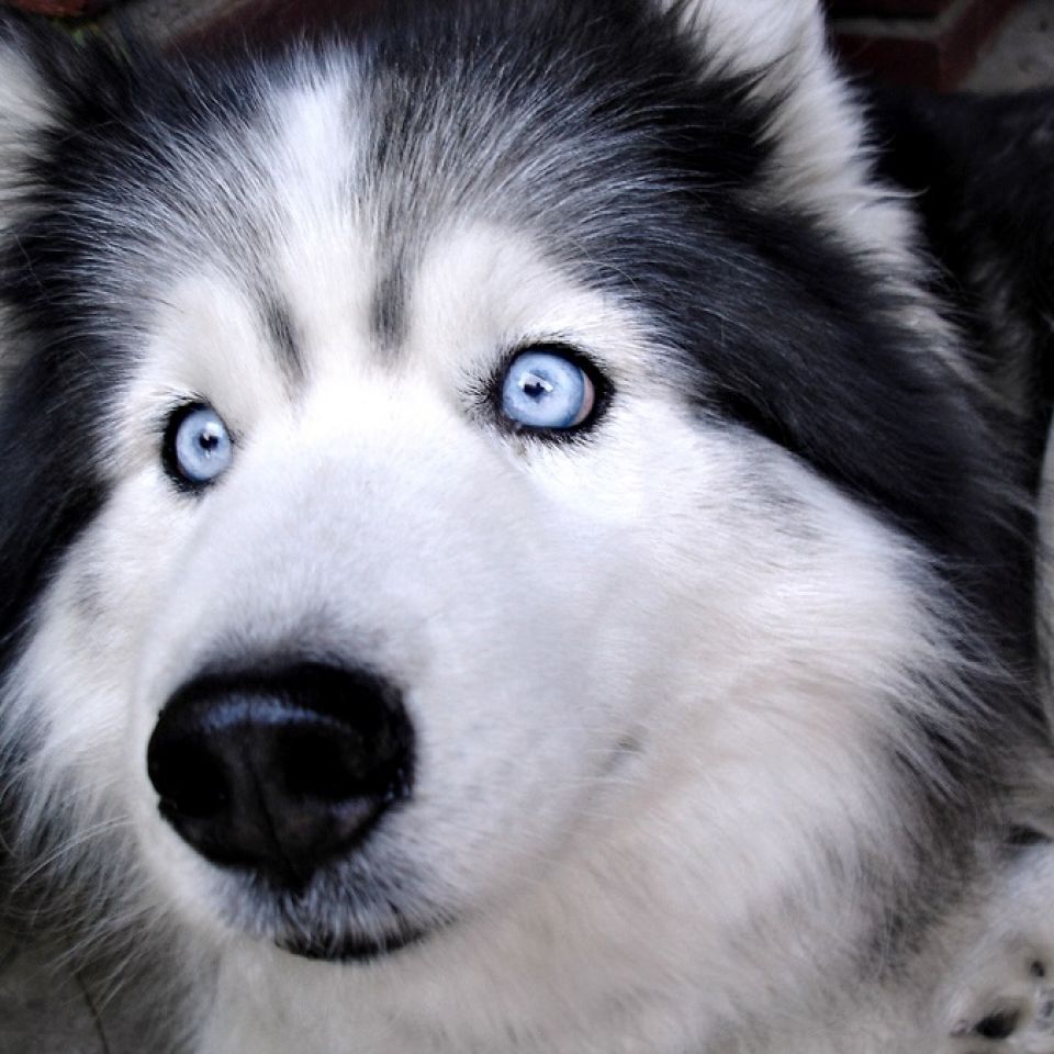 Connaître les différents caractères des chiens selon leurs races pour ...