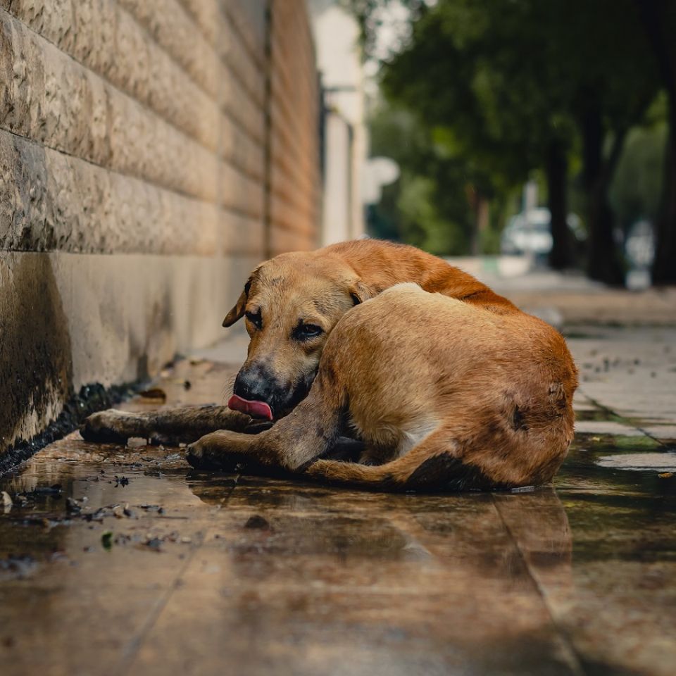 J'ai trouvé un chien errant : Actions à entreprendre immédiatement