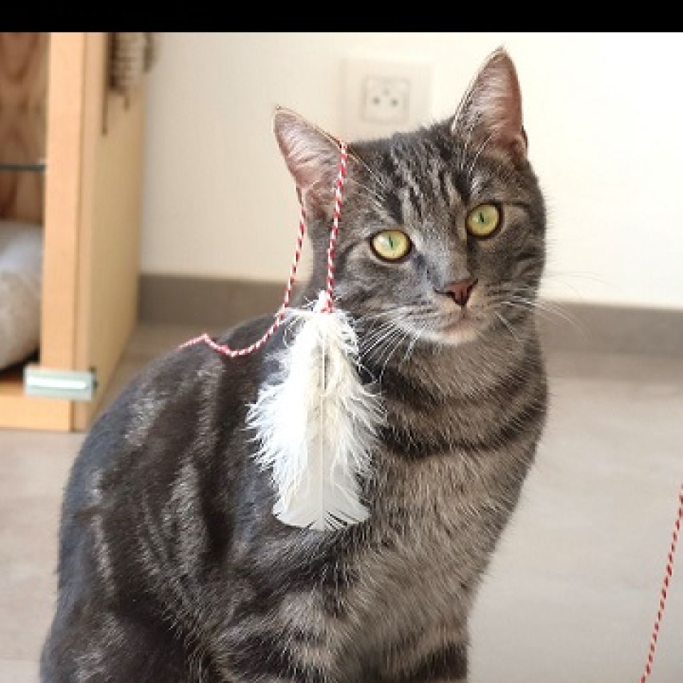 #BE2412742 - Chat perdu - Rivière - AnimalWeb Belgique
