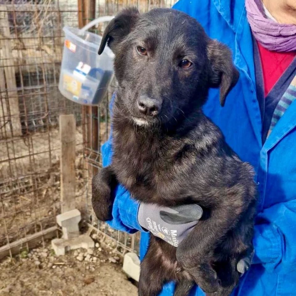 #BE2512843 - Chien à adopter - AnimalWeb Belgique