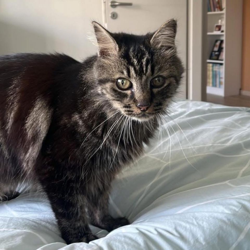 #BE2512863 - Chat perdu - Liers - AnimalWeb Belgique