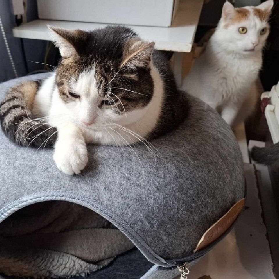 Paniers Donut avec tunnel pour chats : Confort et jeu en un seul ...