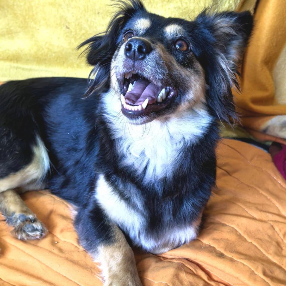 #BE2513326 - Anna, chien croisé à adopter – AnimalWeb