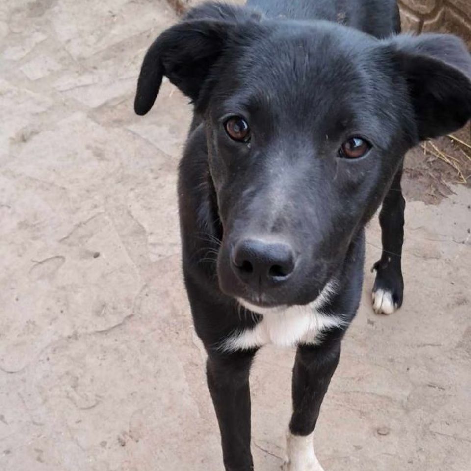 #BE2513350 - Anaelle, chien croisé à adopter – AnimalWeb Belgique
