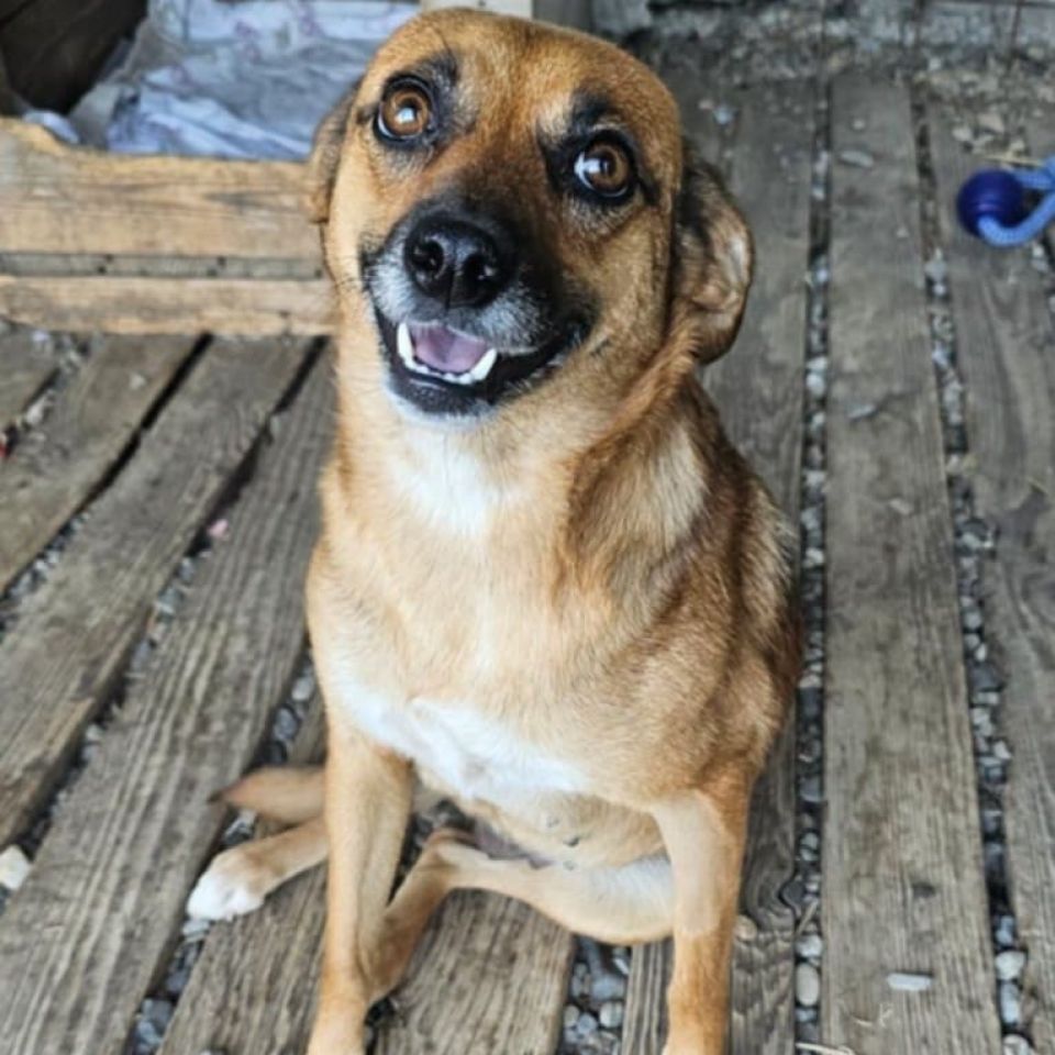 #BE2513738 - Fyfy , chien croisé à adopter – AnimalWeb