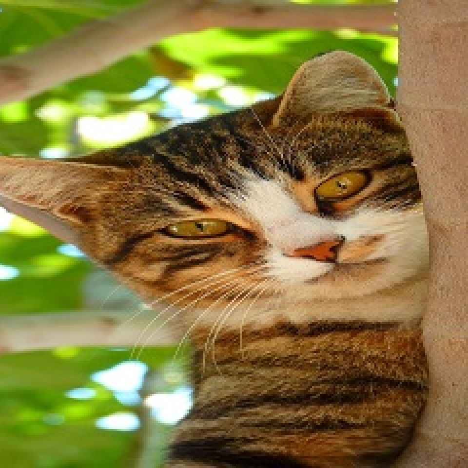 Le Paradis sur Terre | Refuge pour animaux | AnimalWeb