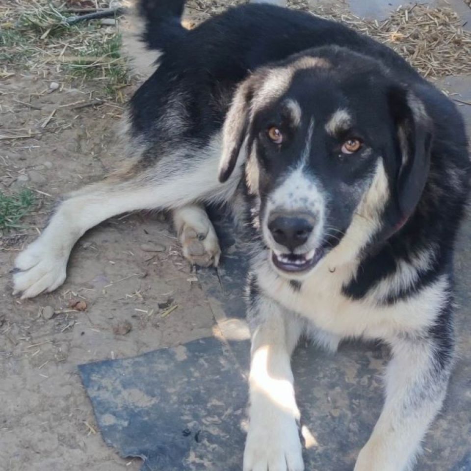 #BE2513814 - Diva, chien croisé à adopter – AnimalWeb Belgique