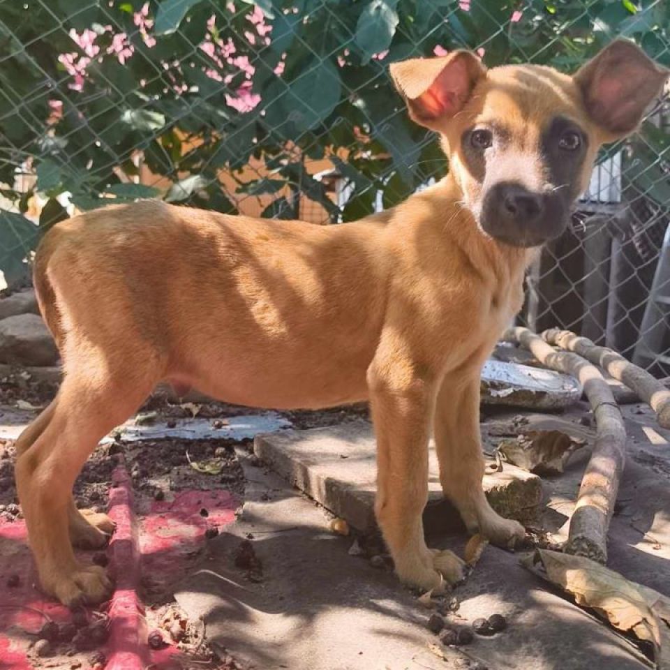 #BE2513874 - Orio, chien croisé à adopter – AnimalWeb Belgique