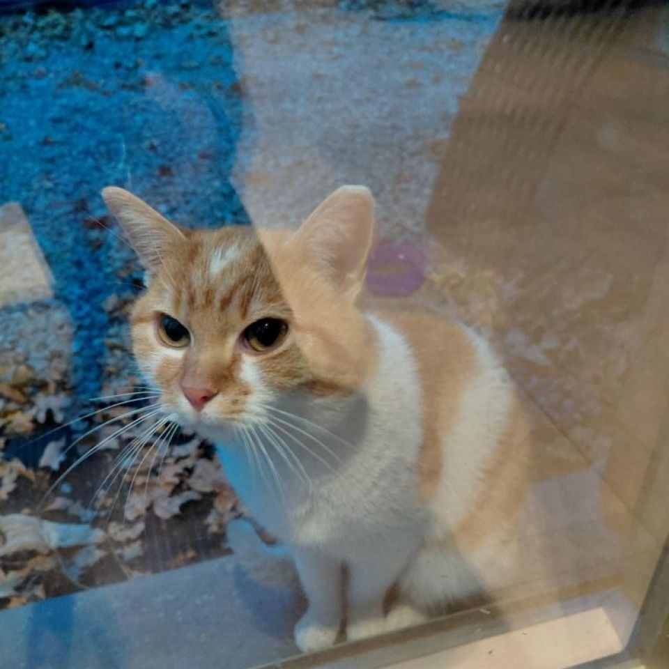 #BE2514058 - Chat trouvé à Herstal - AnimalWeb Belgique