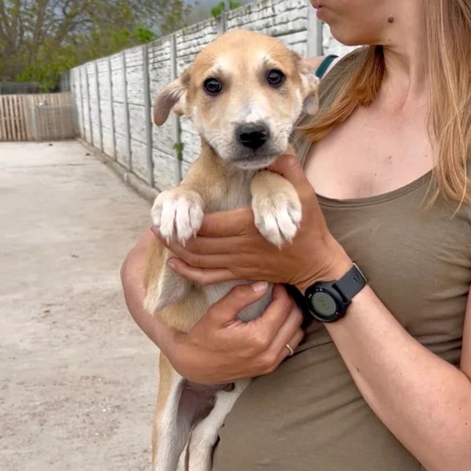 #BE2614727 - Dream, chien croisé à adopter – AnimalWeb Belgique