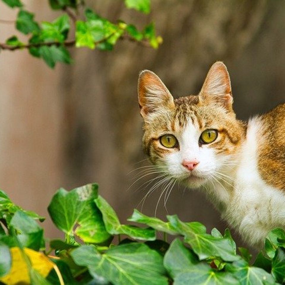 Chat perdu : que faire pour augmenter vos chances de le retrouver