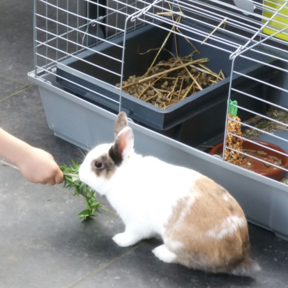 Lapin perdu à Courcelles | AnimalWeb