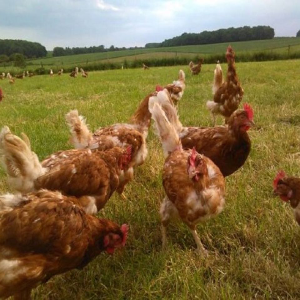 Les Poules Heureuses de la Ferme Lovely | Refuge pour animaux | AnimalWeb