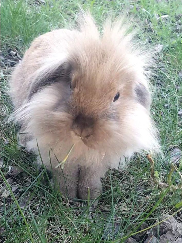 Lapin perdu à Grâce-Hollogne | AnimalWeb