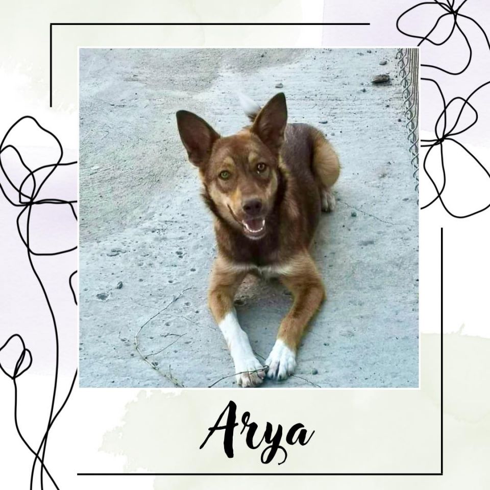 #BE228651 - Arya - chien à adopter - AnimalWeb Belgique