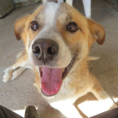 Chiens à adopter en Belgique | AnimalWeb