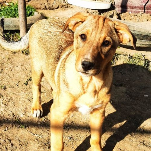 Chiens à adopter en Belgique | AnimalWeb