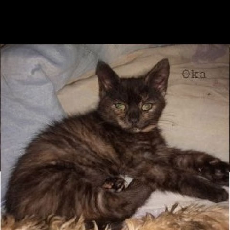 #BE2309437 - Oka - Chat perdu - Tournai - AnimalWeb Belgique