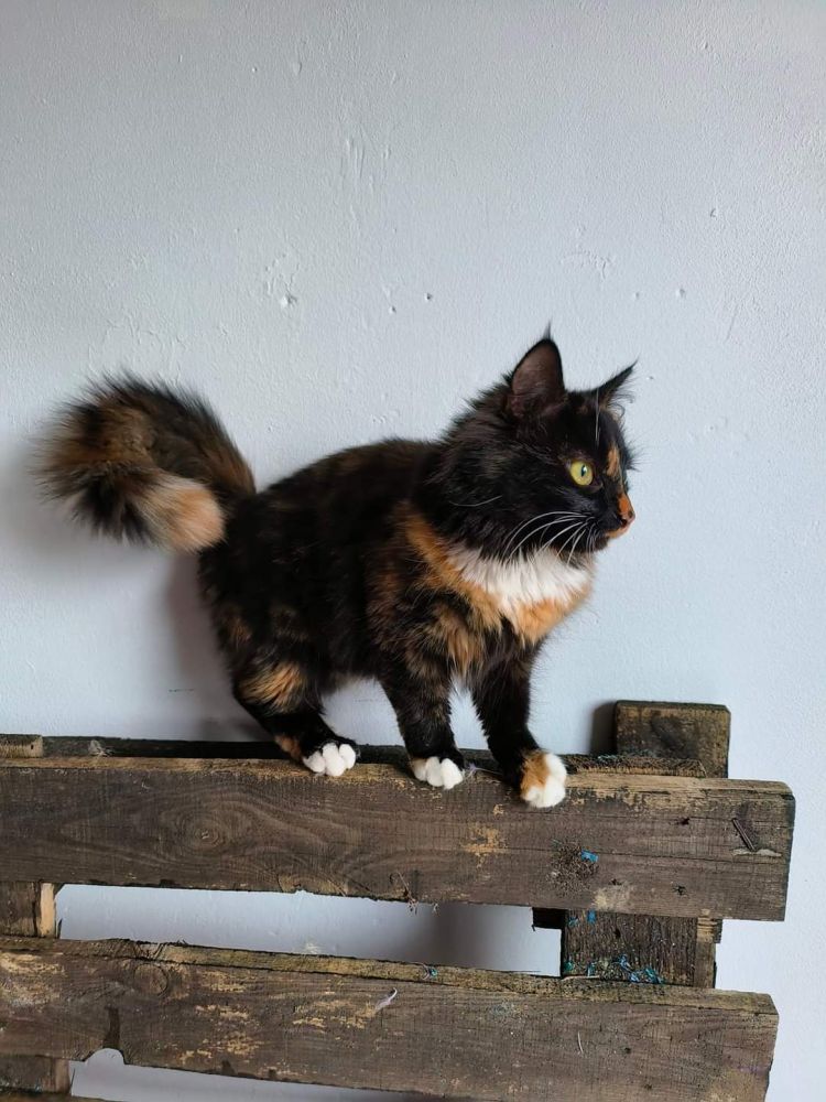 #BE2309459 - Kitty - Chat perdu - Membach - AnimalWeb Belgique
