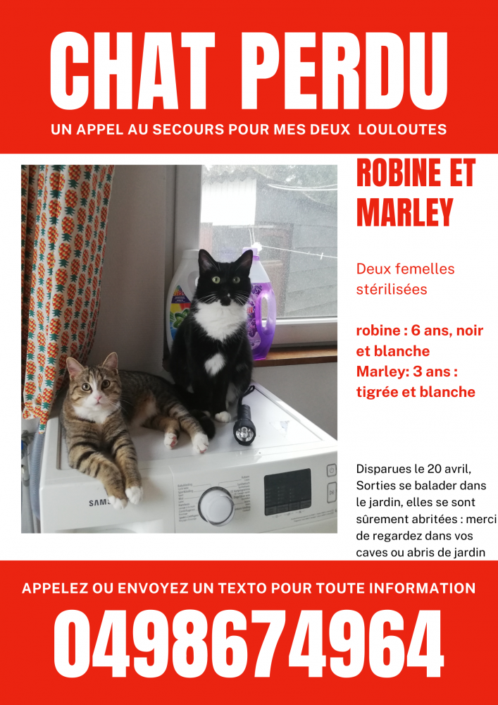 #BE2309534 - Robine et Marley - Chats perdus - Liège - AnimalWeb Belgique